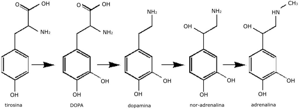 catecolamine – per conoscere ciò che ci nutre