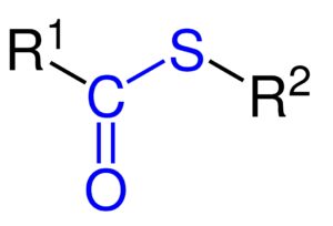 tioestere – per conoscere ciò che ci nutre