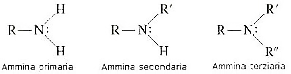 amina – per conoscere ciò che ci nutre